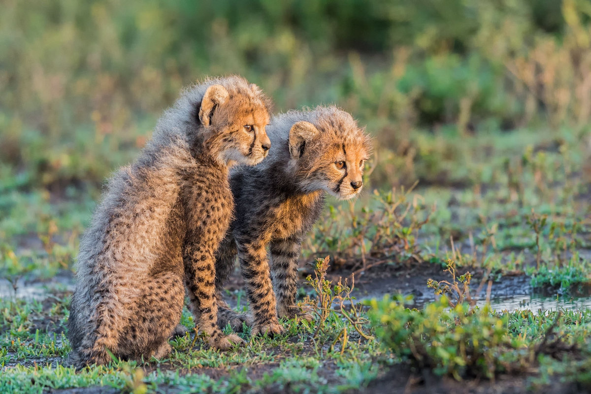 Newborn Cheetahs