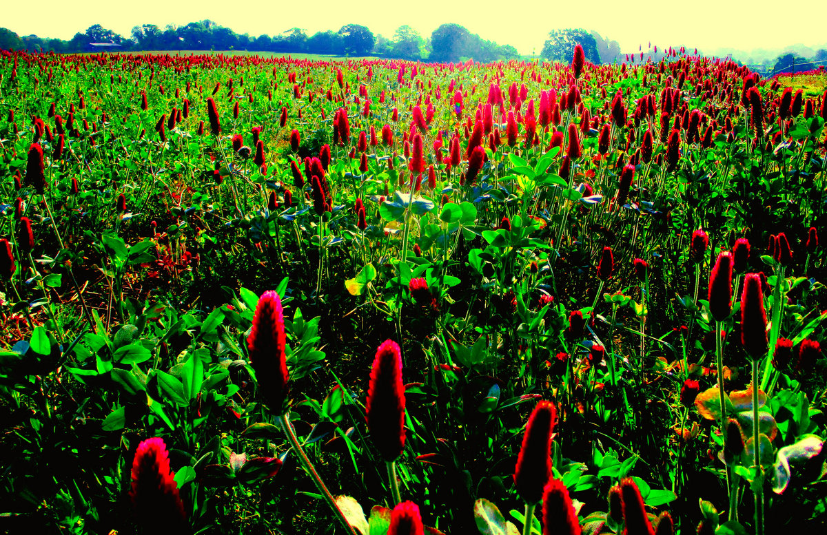 west dean clover | katharine eastman