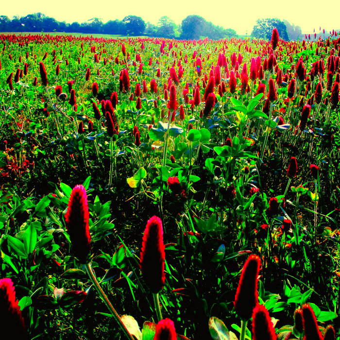 west dean clover | katharine eastman