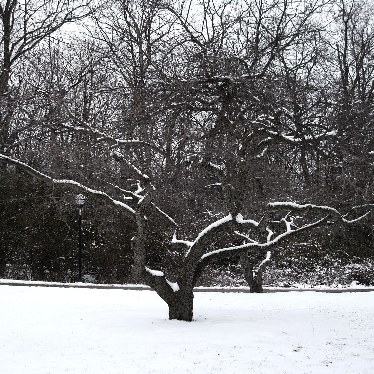 Winter E.P. | Jesse Thomson