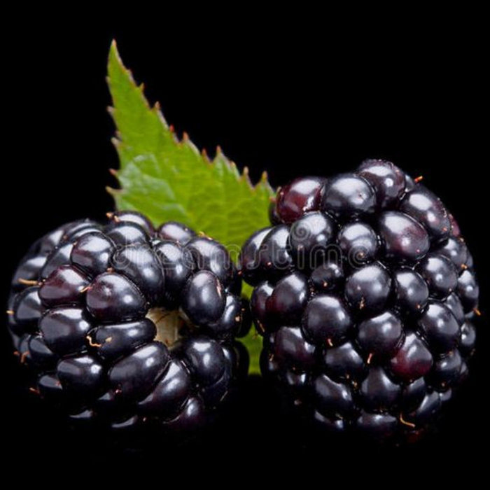 200x BLACKBERRY FX - WAV. SAMPLE PACK | CHARLIE SMILER