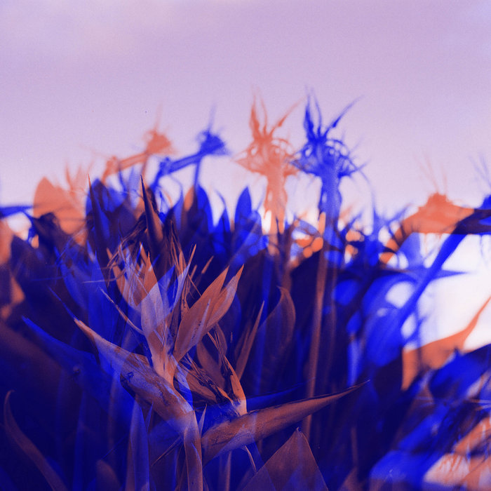 Affects and aesthetic speculations | Nicola Di Croce | Gruenrekorder