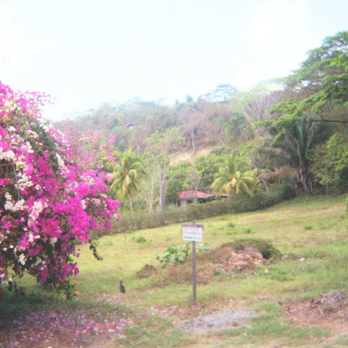 Such A Life / Smokey | Kip Nelson | Nice Guys