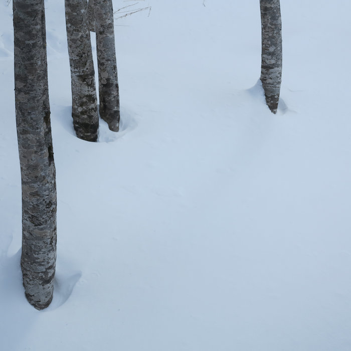 Quartet - debut | David Reeve