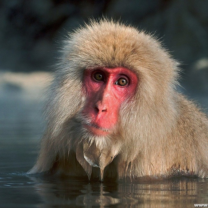 mico, slight reprise... | Mico de Noche | Violent Hippy Records