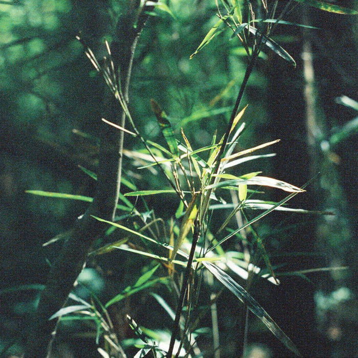 Hachiku | Noah Dean Jordan