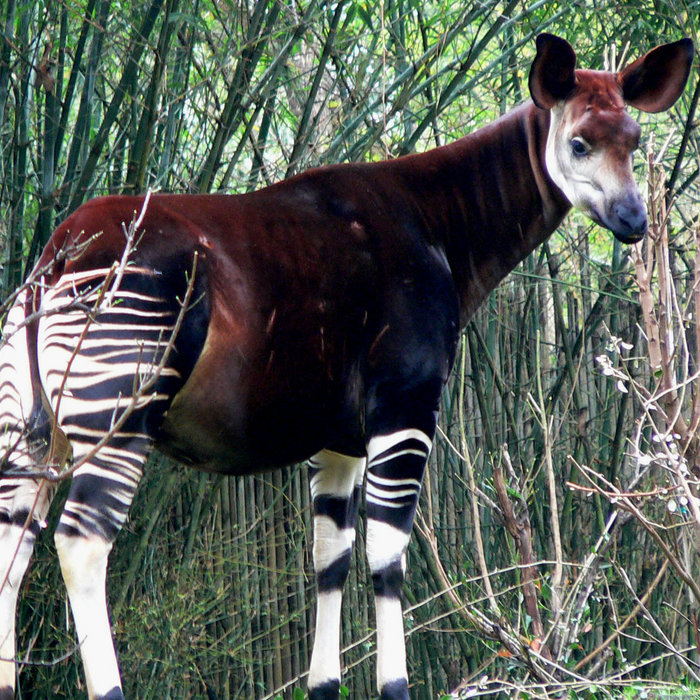 Okapi | Zebraffe | Mit Hamine
