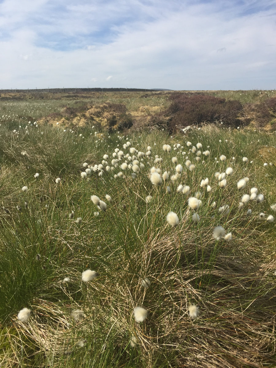 Fleet Moss | Sarah Smout