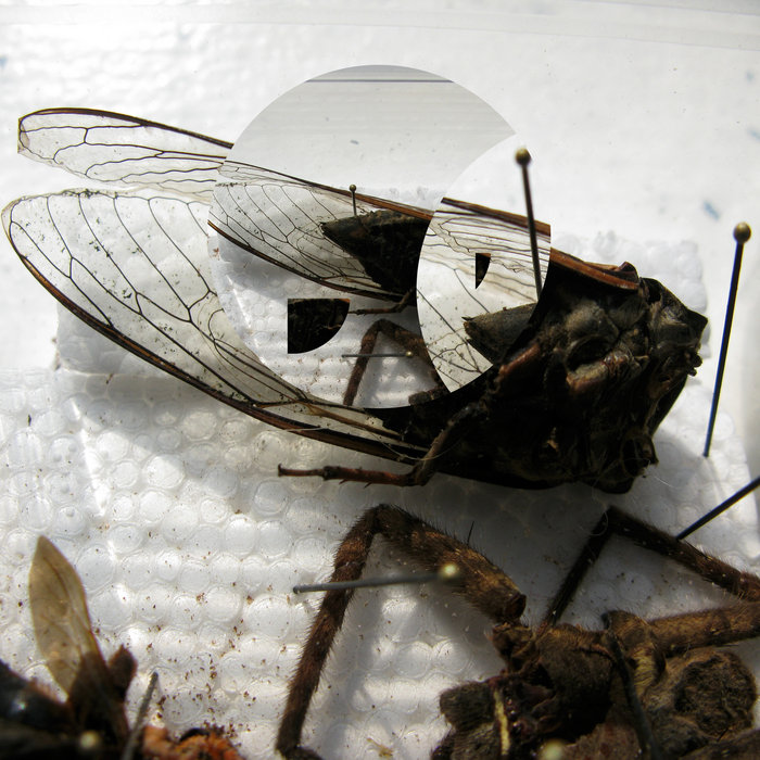 Requiem for Cicadas BroodX (samples) | David Michael & Stephen Bradley ...