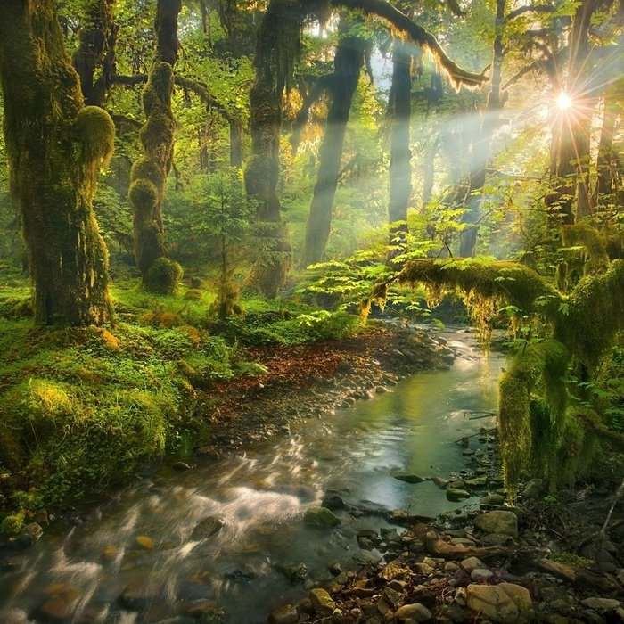 Spiritual Forest | Alien3000