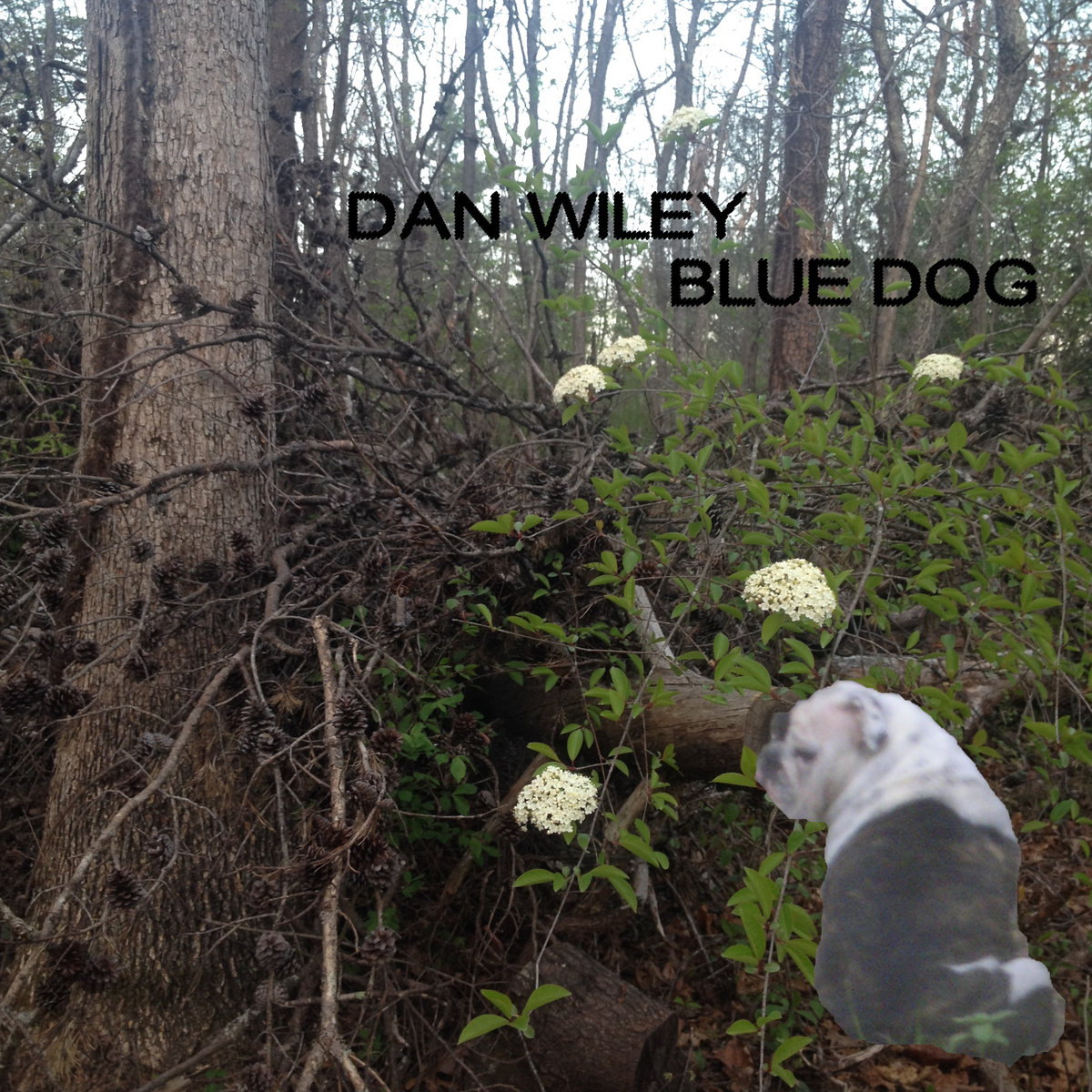 Blue Dog | Dan Wiley