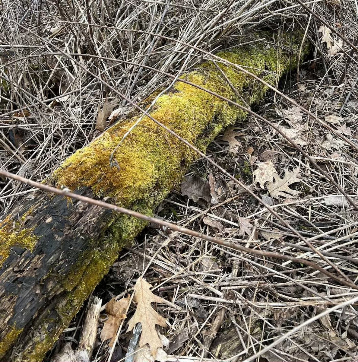 Boyce, Carlson & Joffe | Boyce, Carlson & Joffe | Justin Joffe