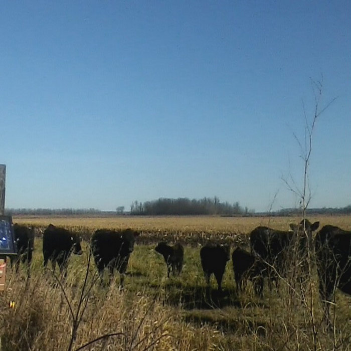 Cow Communicating with Calf | Sound Ratt