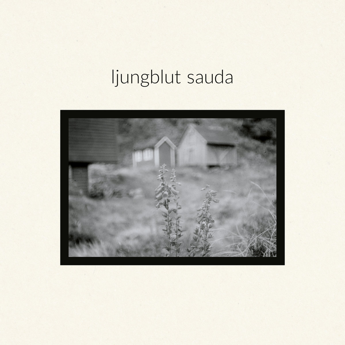 Sauda | Ljungblut