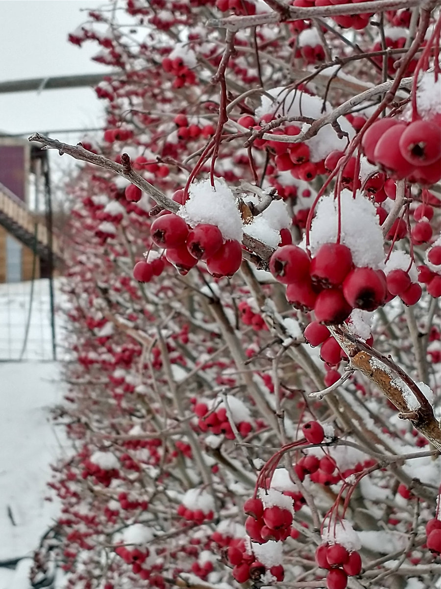 Piano Prairie Christmas | Addison Lewis