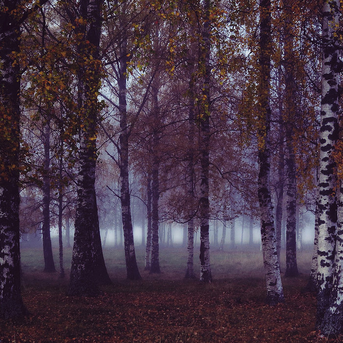 Return as trees (feat Skyggefigurrer) | Suldusk