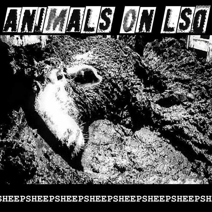 Sheep | Animals On LSD