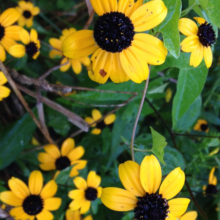 Sad! (Pathetic!) | flower money