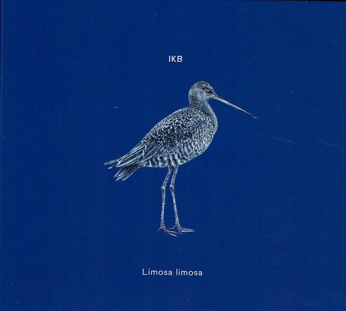 Limosa limosa | IKB | Hernani Faustino