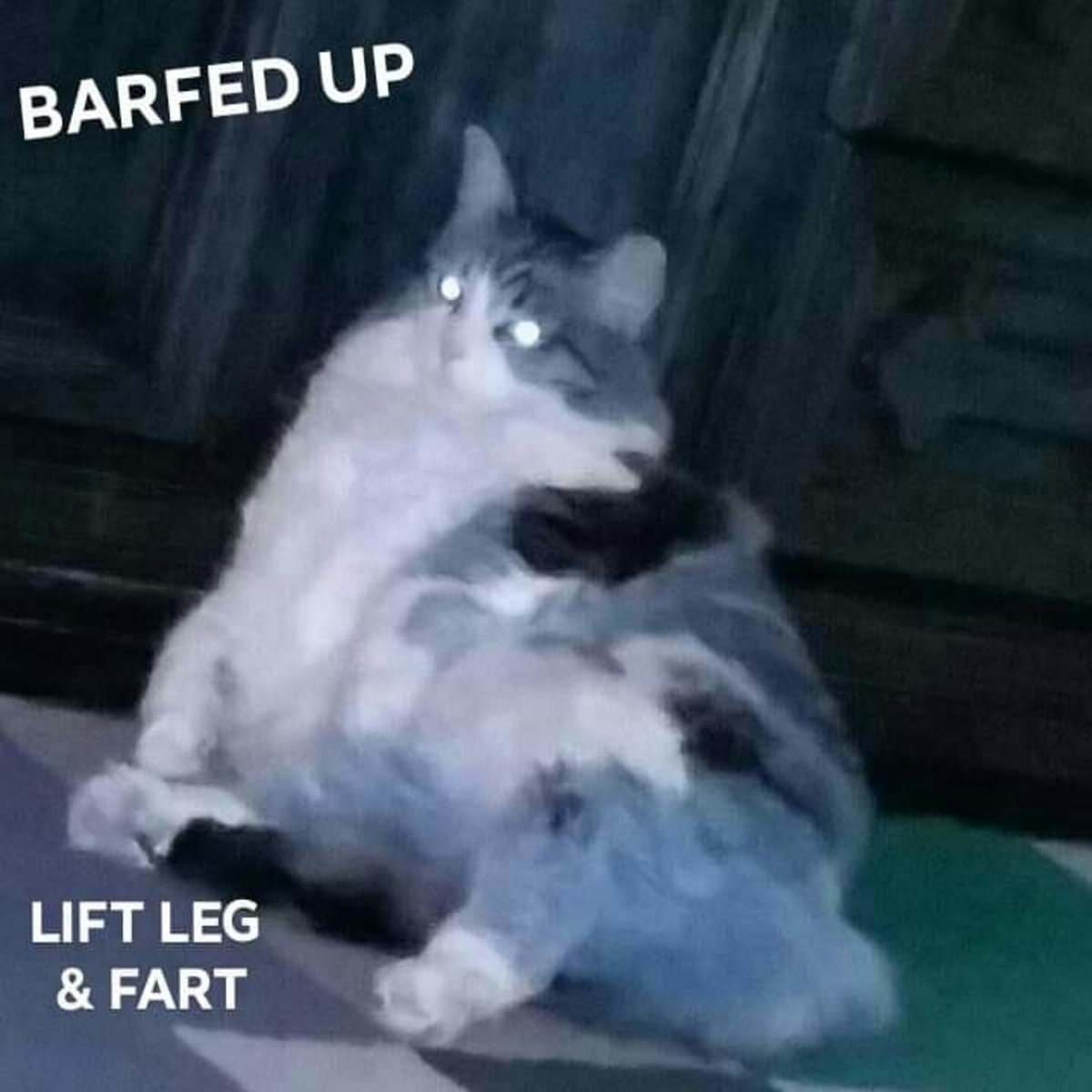 Lift Leg & Fart | Barfed Up | Seeing Eye Frog