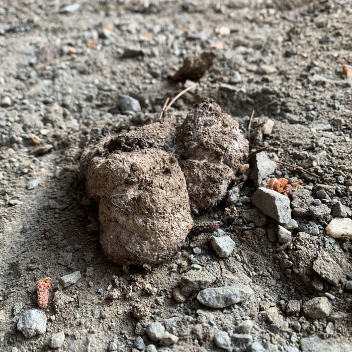 dingleberry demo | Doo Doo Brothers