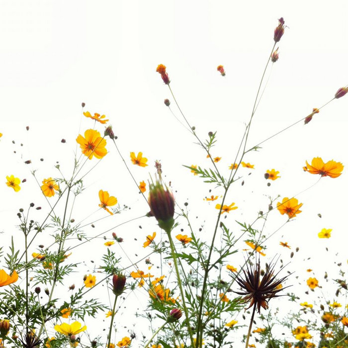 This disconsolate world | Gallery Six