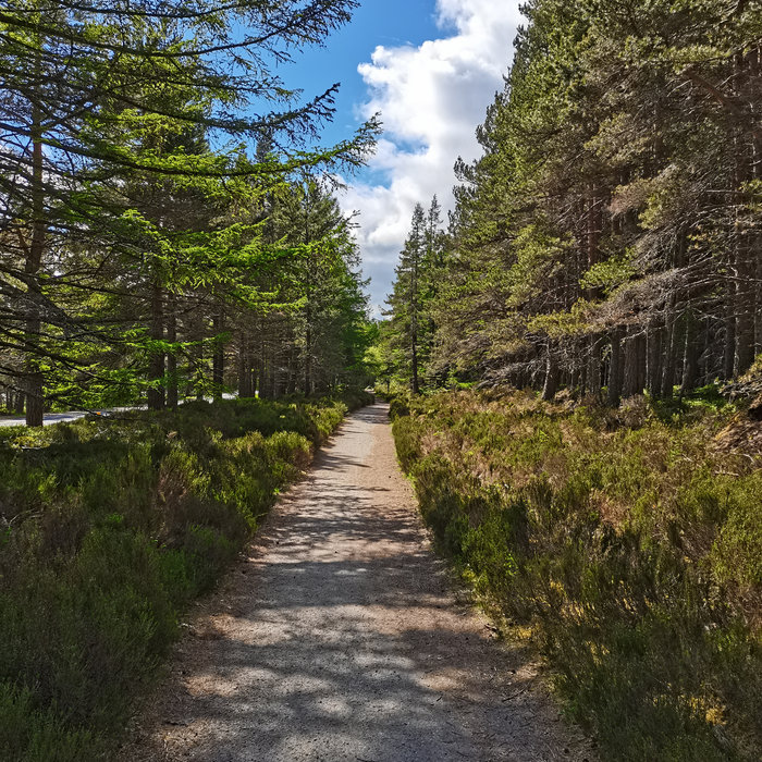 OLD LOGGING WAY | UN HOMME ET DEUX CHIENS
