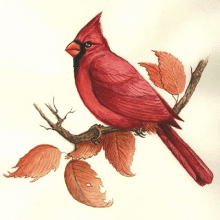 migration / king cardinal | drew bartosik