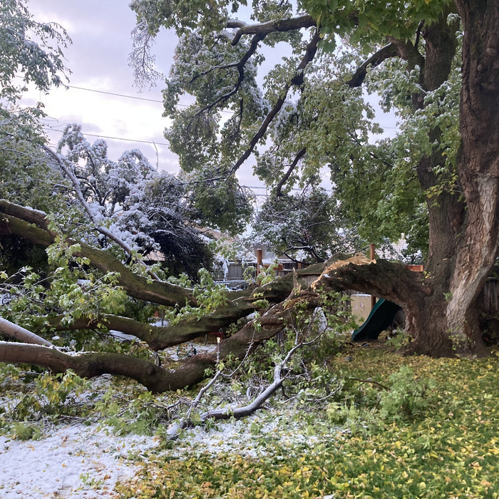 Fallen Branch | A Moji