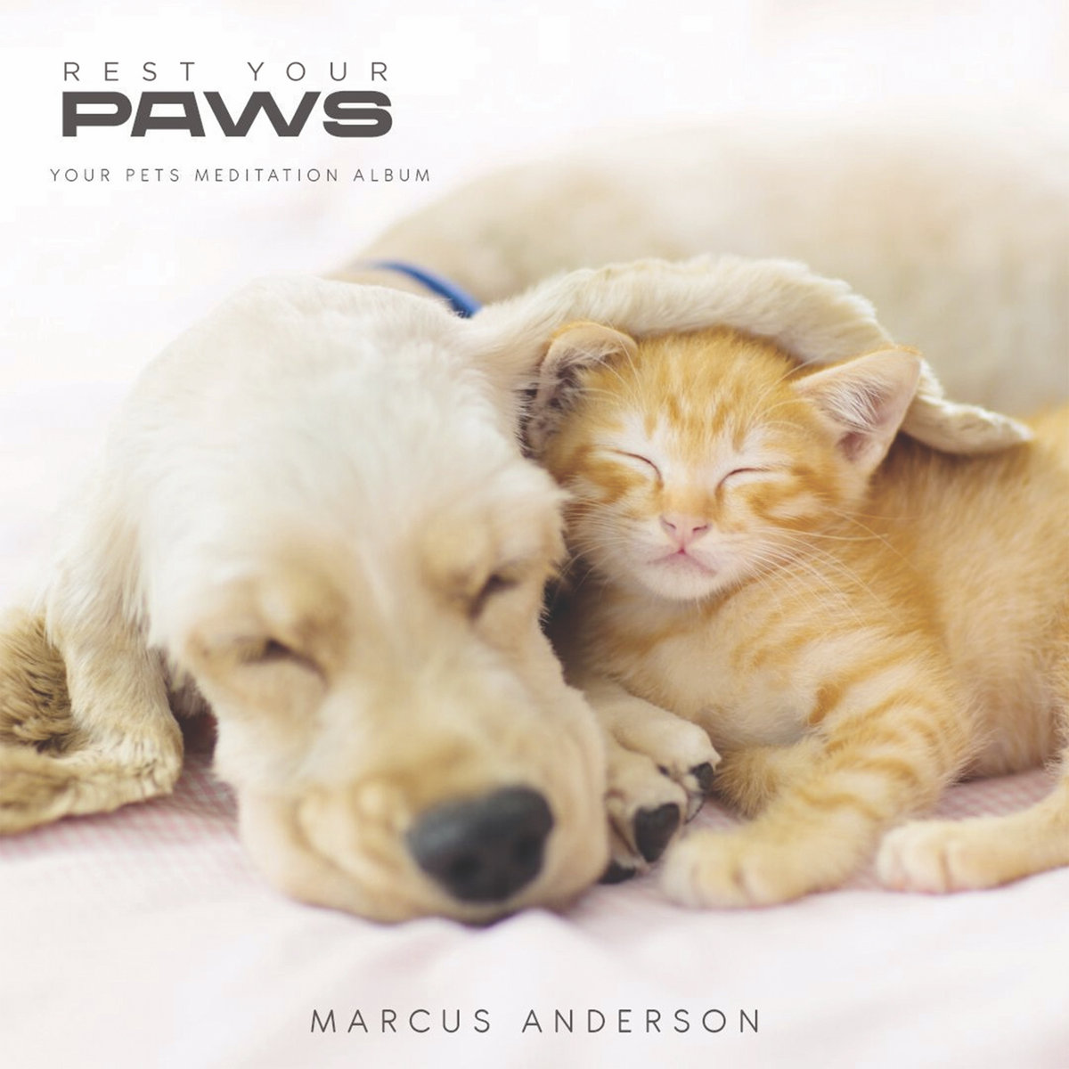 Rest Your PAWs | Marcus Anderson