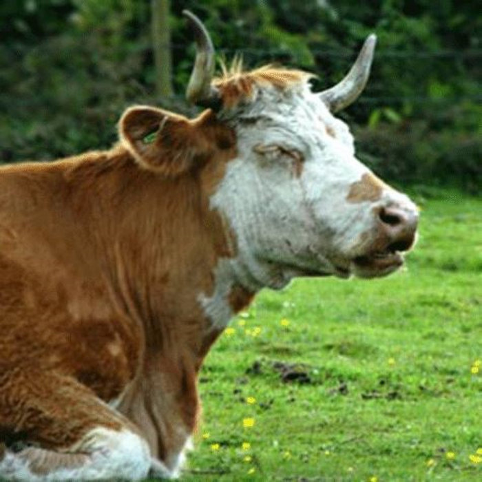 303: n(k) | Bull of Heaven