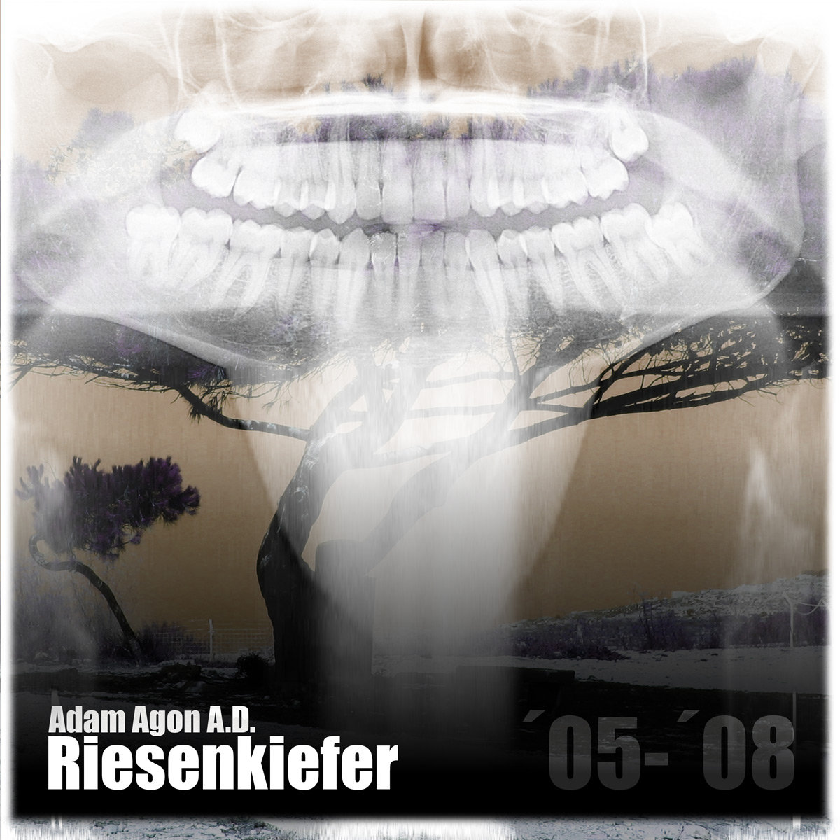 Riesenkiefer | Adam Agon A.D.