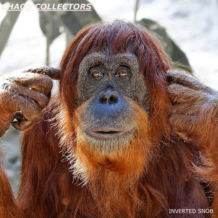 INVERTED SNOB 2024 | chaoscollectors