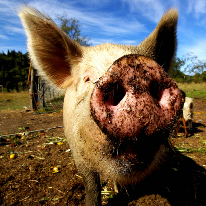 Snizz Guzzlers | Smell & Quim | Industrial Coast