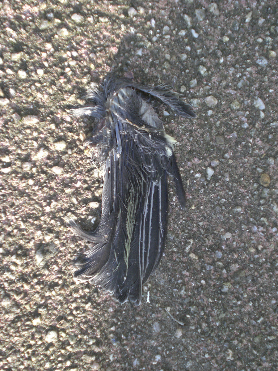 Blauspecht | Buranmann