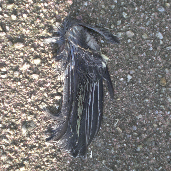 Blauspecht | Buranmann