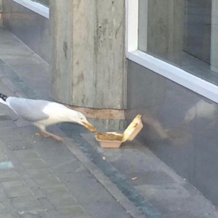 The Vardy Tapes | Solid Orange