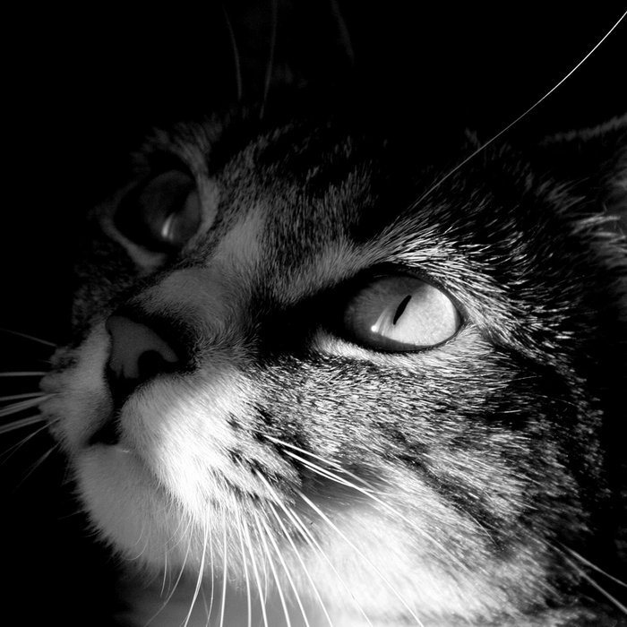 "Dear Rebecca" | Jeffrey Brian Liebowitz