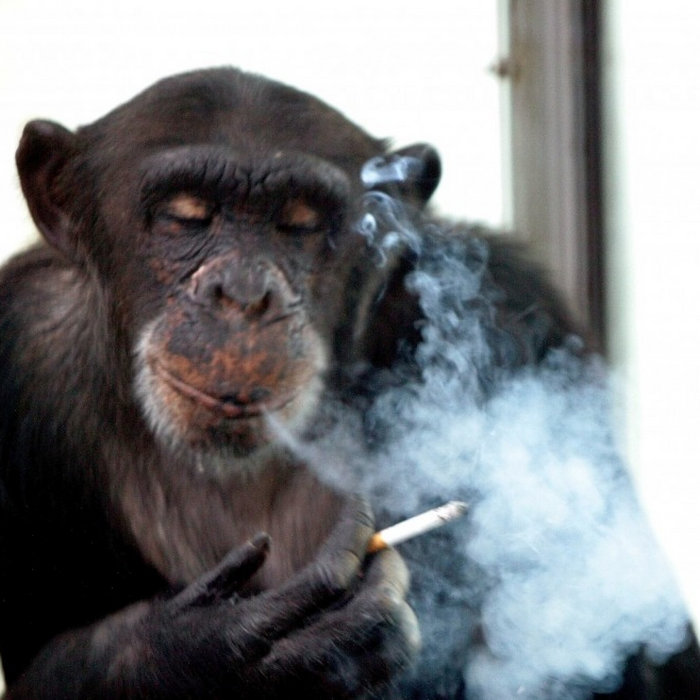 one million monkeys | one million monkeys | Jarm Schmarmbly