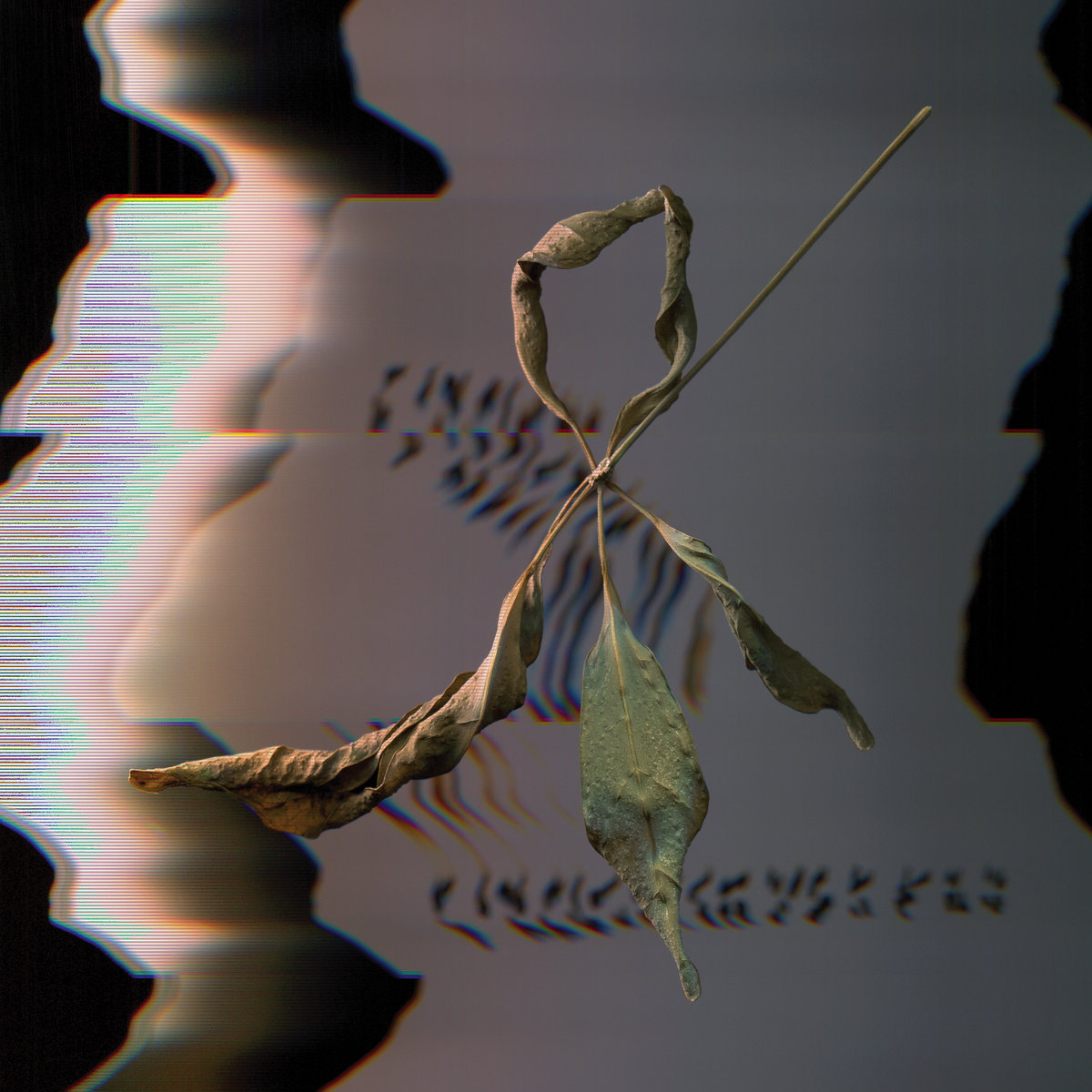 Trill Scan | T. Gowdy