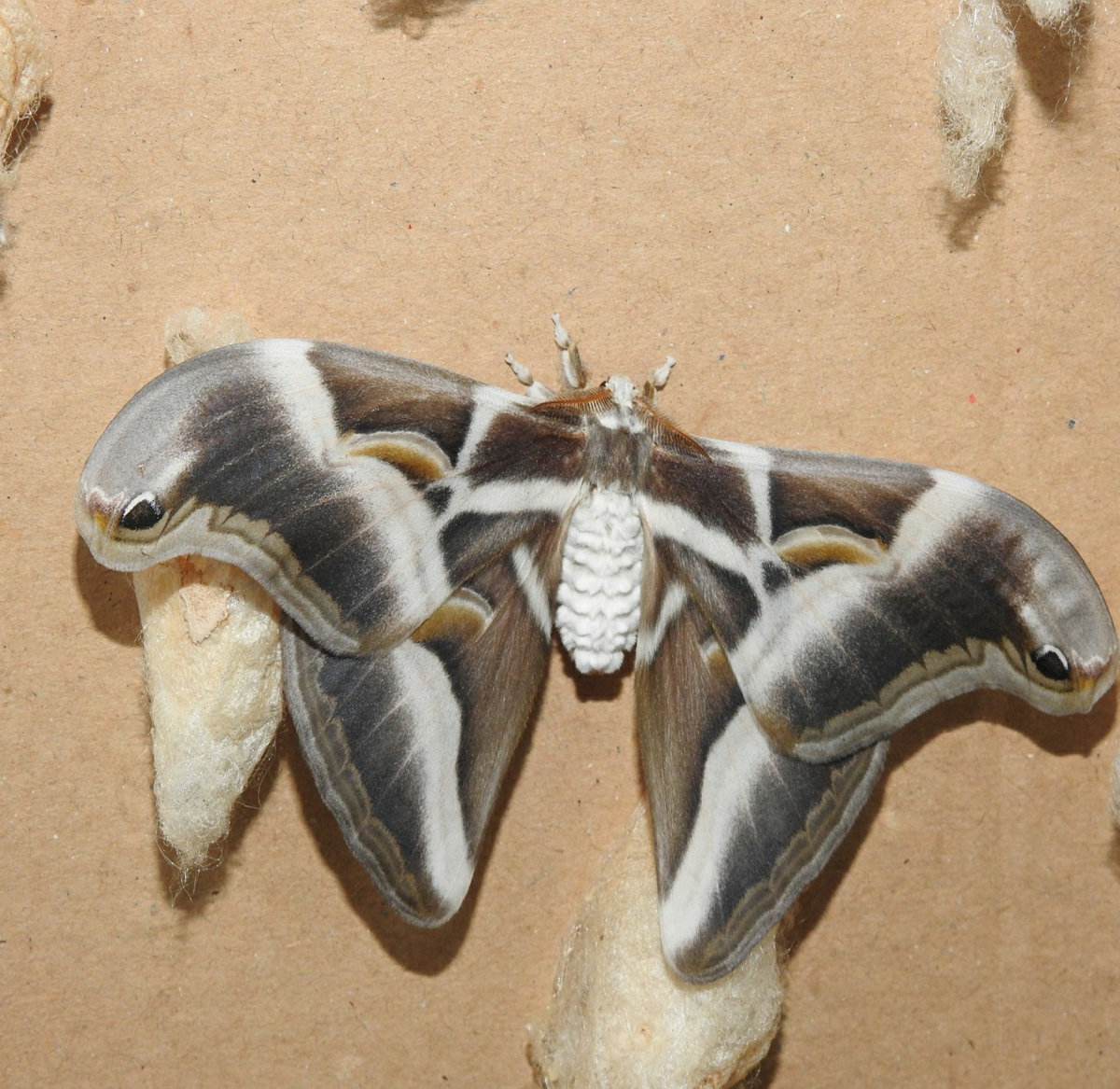 Samia Ricini | SoundscapesGris