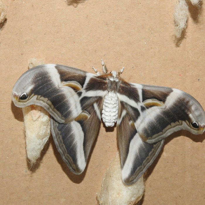 Samia Ricini | SoundscapesGris