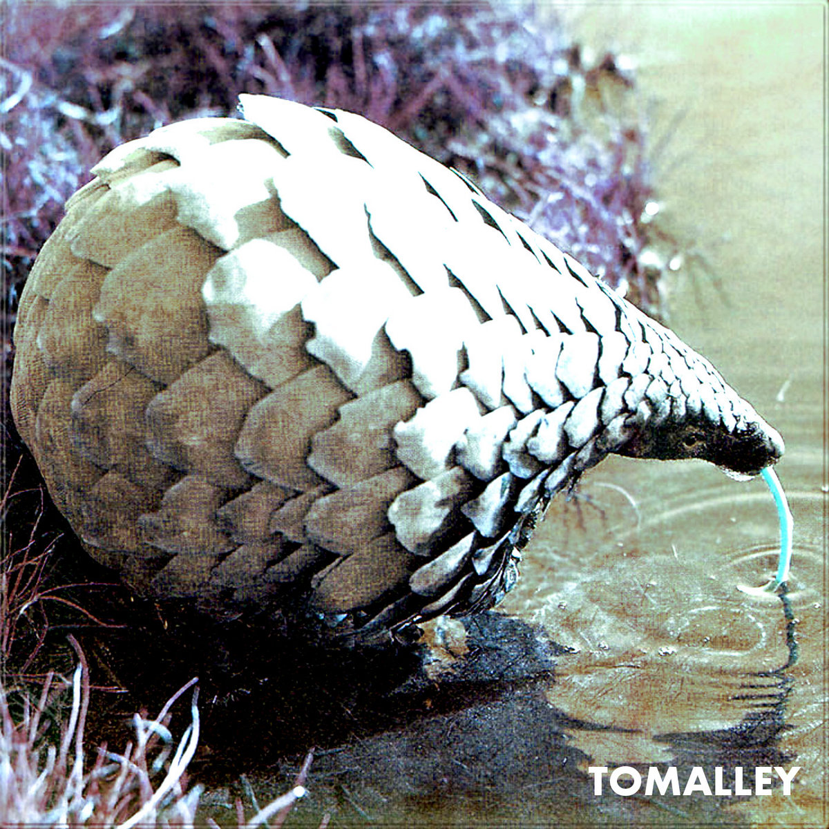 Tomalley | The Columbine Shoots | Avant-Garbe Records