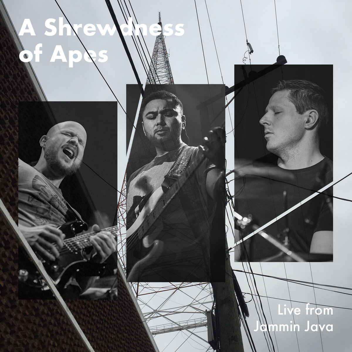 Live from Jammin Java | A Shrewdness of Apes