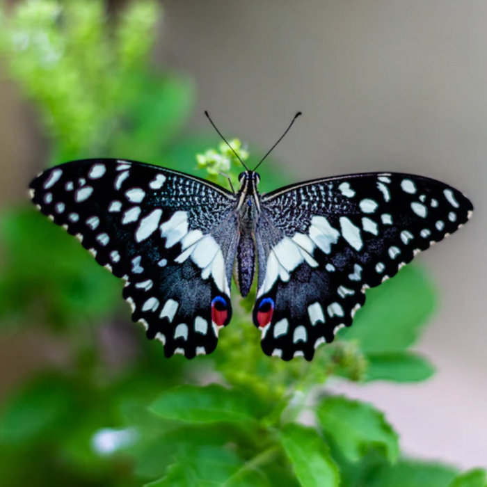 Raise Your Vibrations, The Butterfly Effect | Relofi Blessings