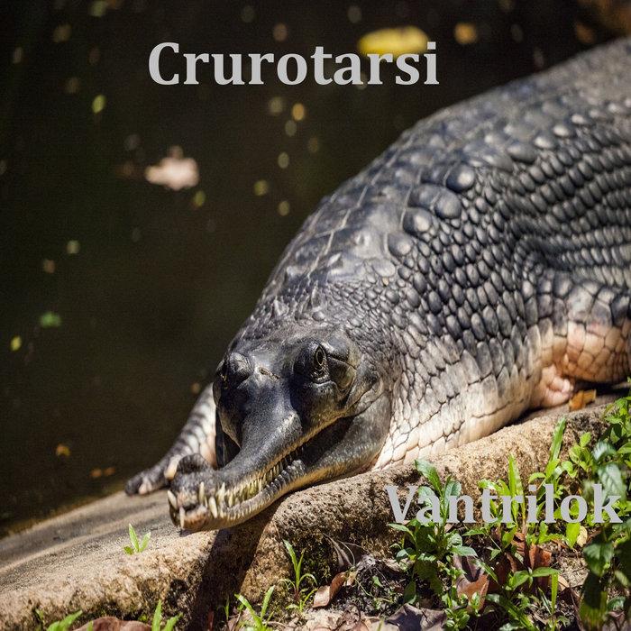 Crurotarsi 2014 | Vantrilok