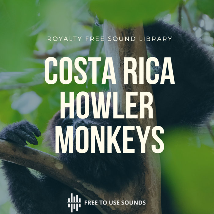 Howler Monkey Sound Effects - Costa Rica | freetousesounds