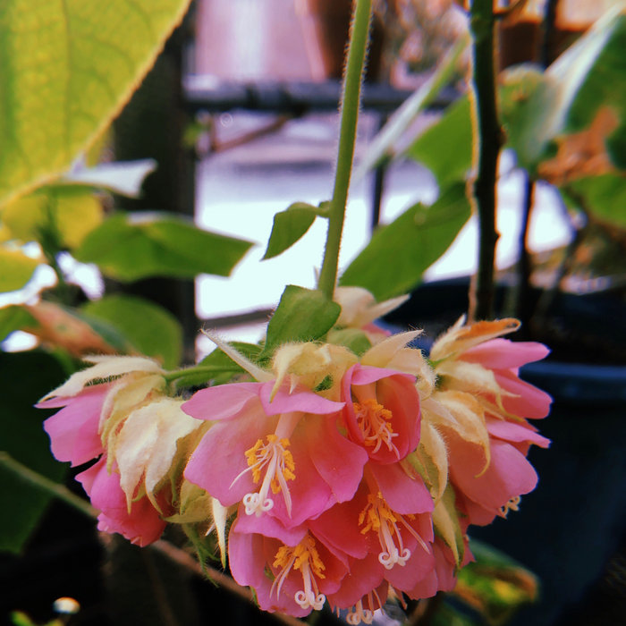 more new shit | Sunshine Daydream XXD4