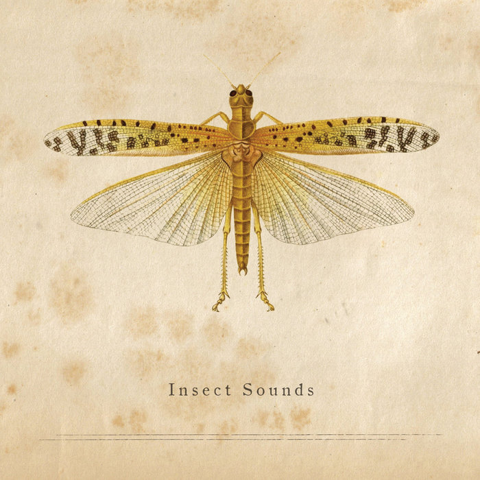 Insect Sounds | Insect Sounds | PatternBased