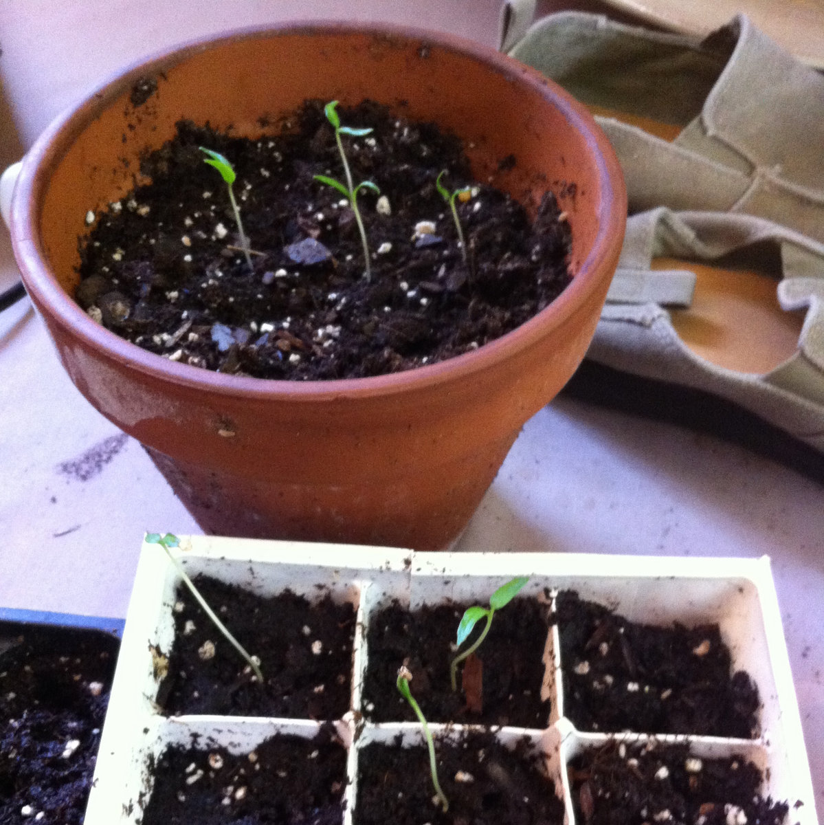 Tarbaby (Fall 2015 pre-master) | jobu babin